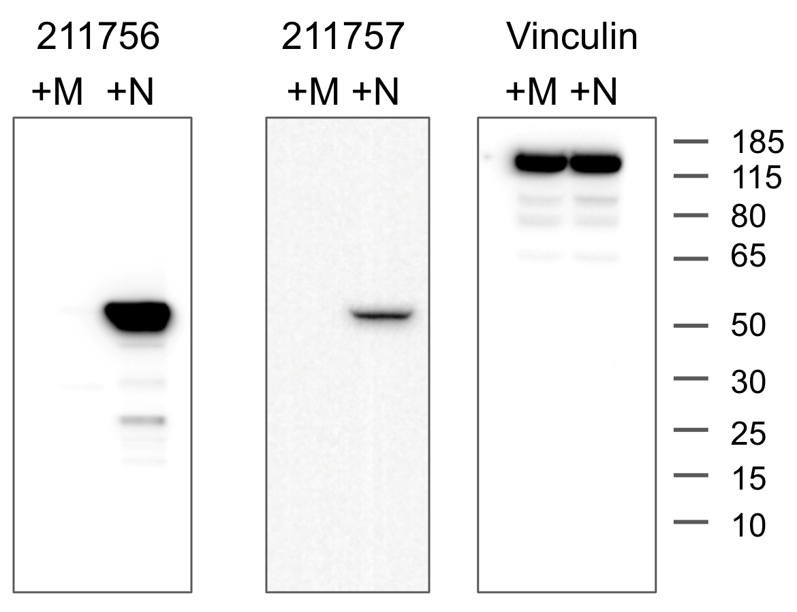 Hot Plasmids Spring 2024